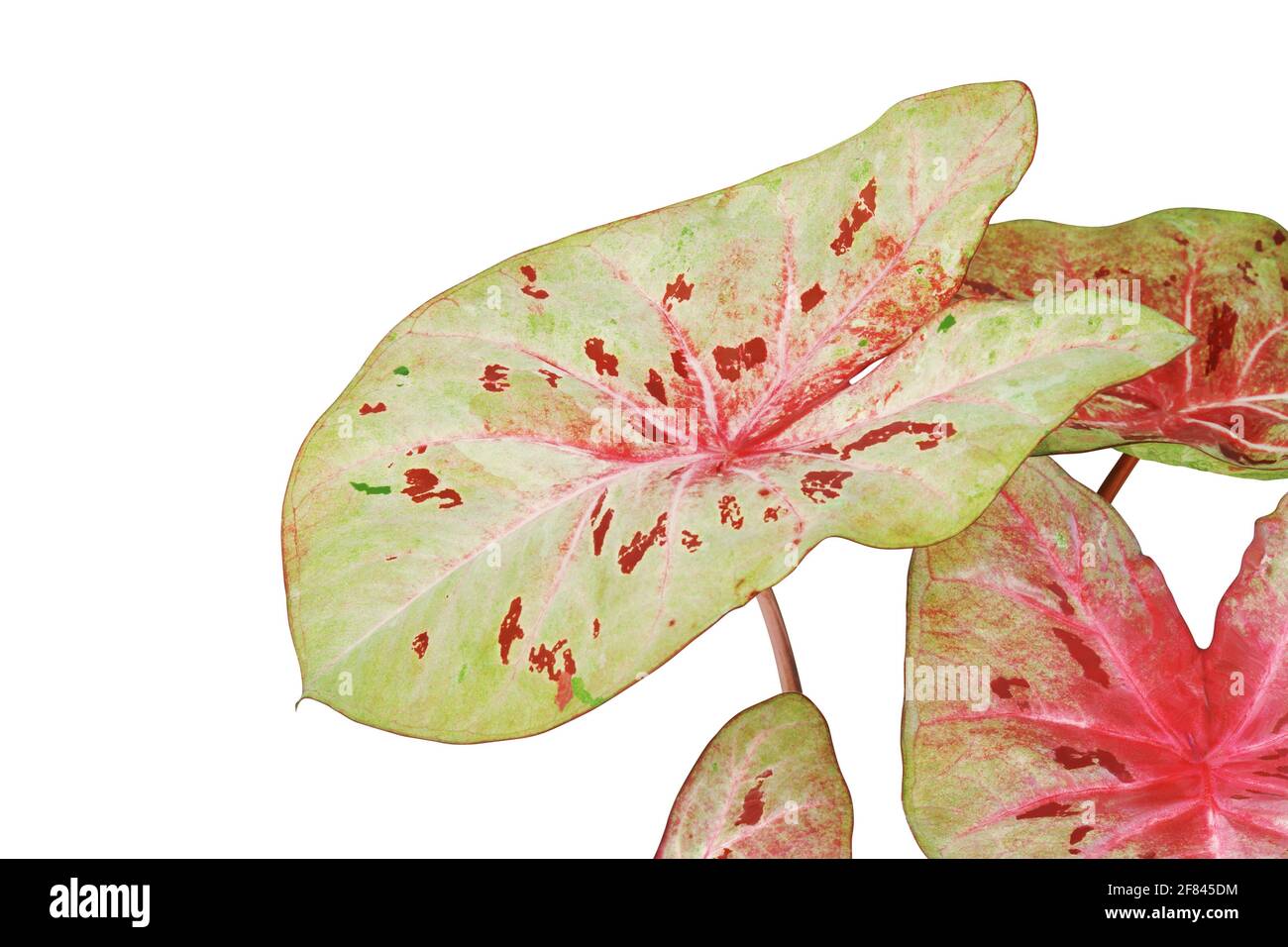 Ornamental Foliage Leaves of Tropical Caladium Plant Isolated on White Background with Clipping ...