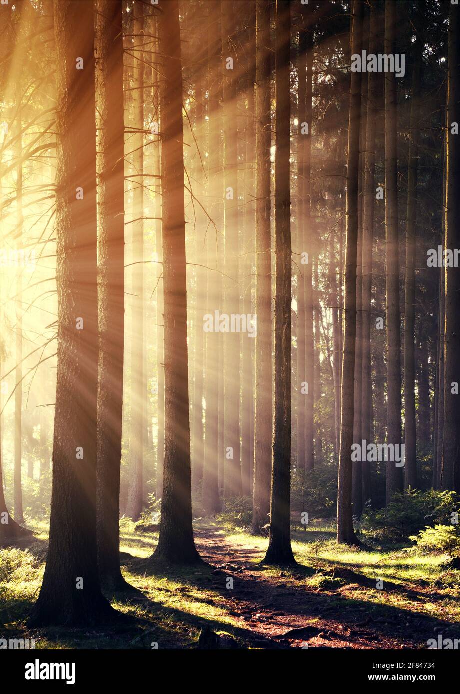 Beautiful morning scene in the forest with sun rays Stock Photo - Alamy