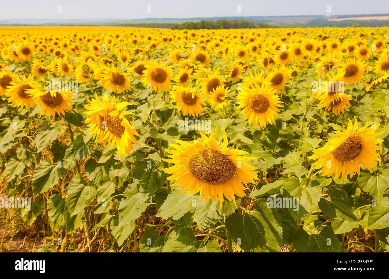 Spring landscape, field of beautiful golden sunflowers, blue sky and ...