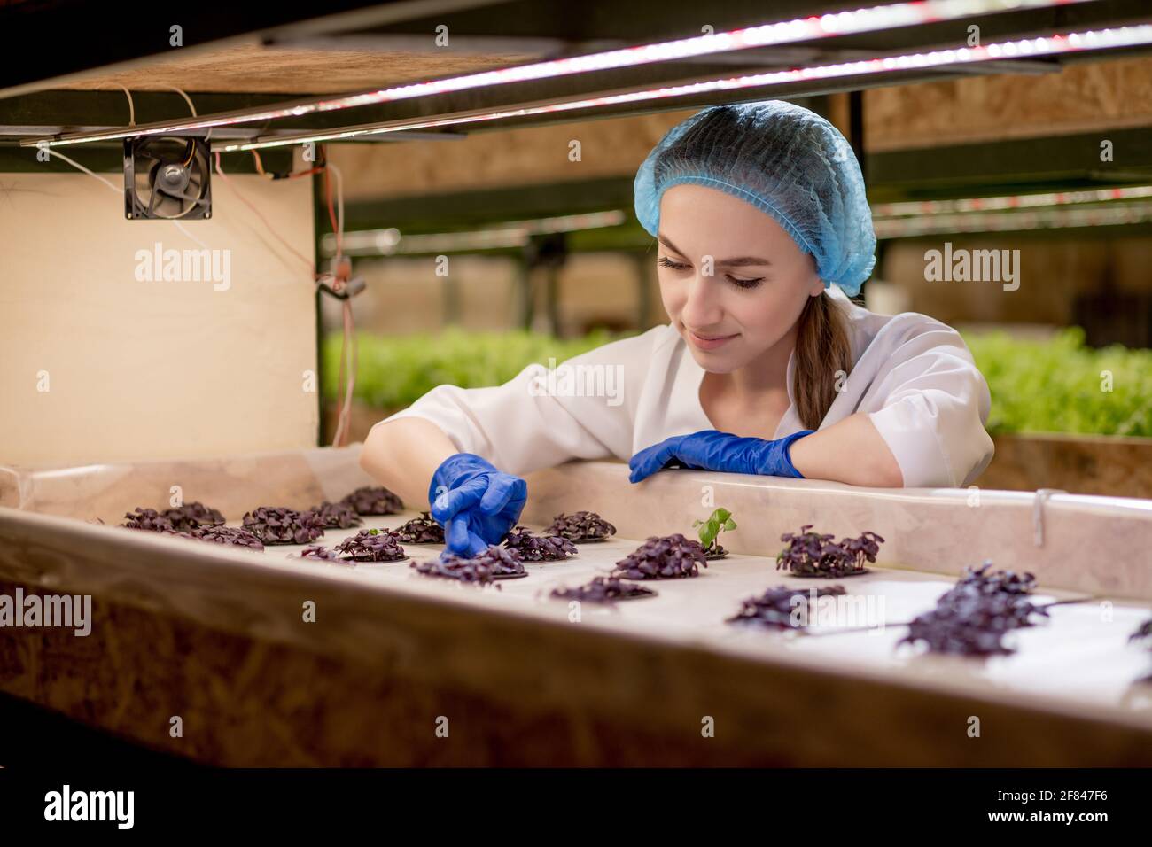 Basil plant hydroponics hi-res stock photography and images - Alamy