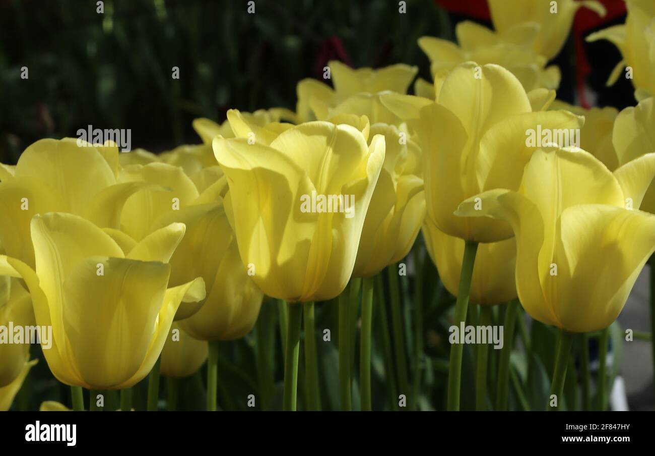 Gelbe hi-res stock photography and images - Alamy