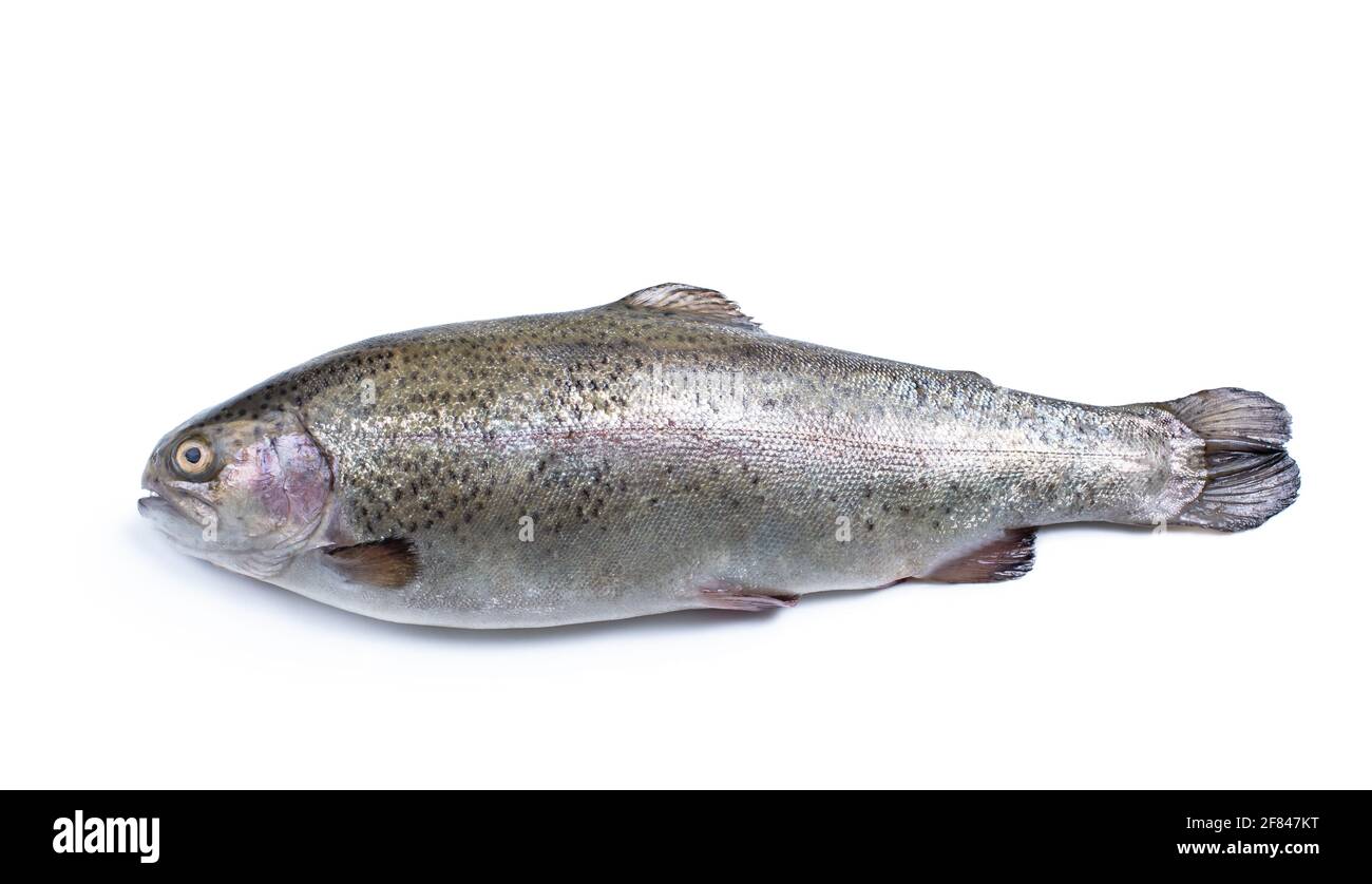 Rainbow trout skin scales hi-res stock photography and images - Alamy