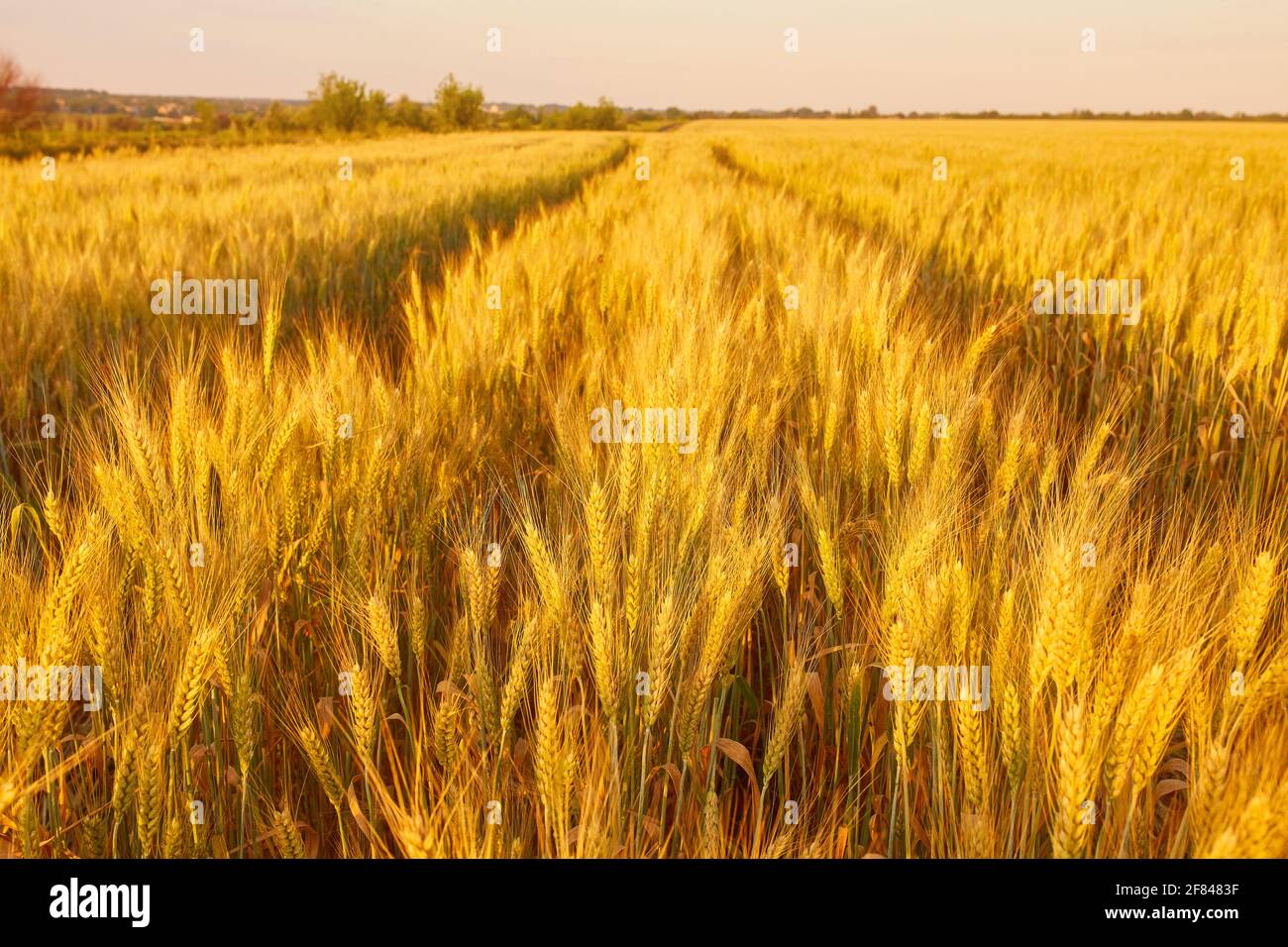 Image of wheat field with blue sky, summer day Stock Photo - Alamy