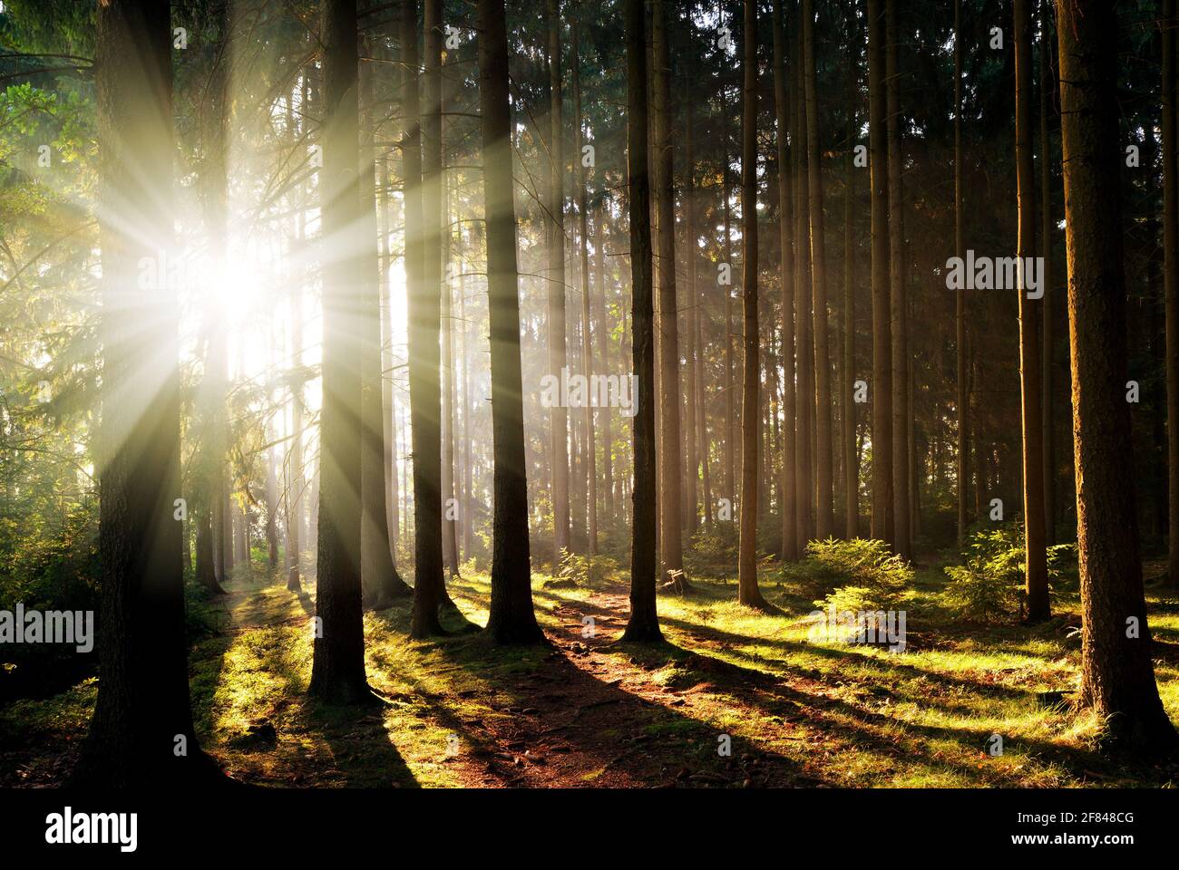 Beautiful morning scene in the forest with sun rays Stock Photo - Alamy
