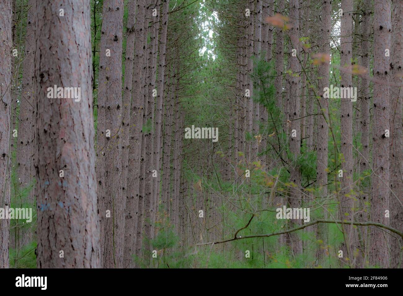 Tall straight trees hi-res stock photography and images - Alamy