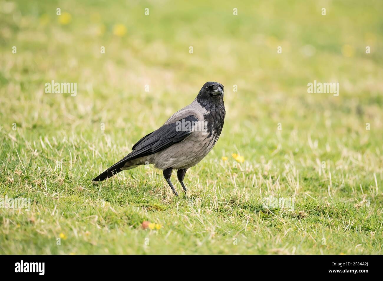 Hooded crow scotland hi-res stock photography and images - Alamy