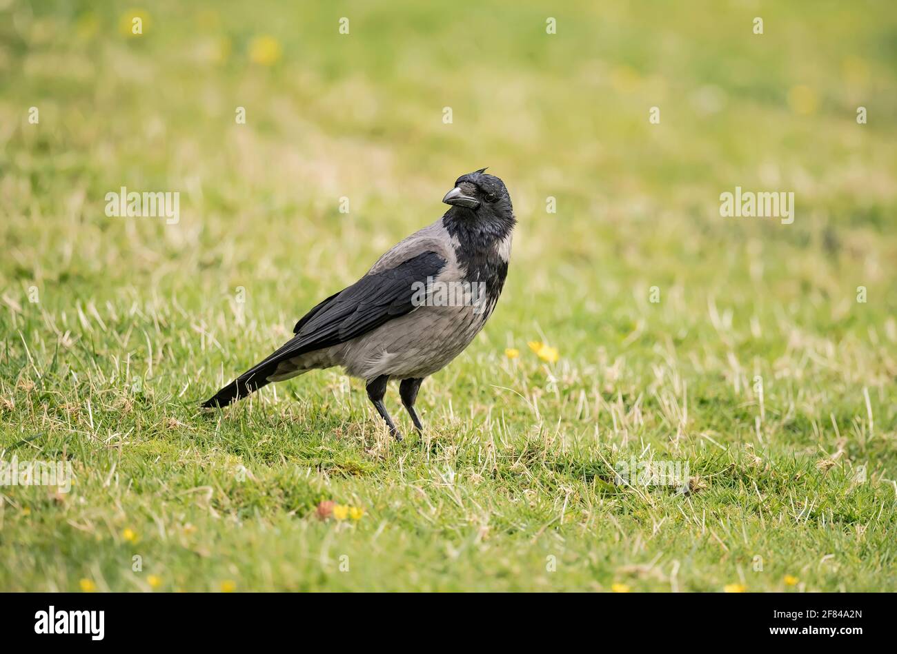 Hooded crow scotland hi-res stock photography and images - Alamy