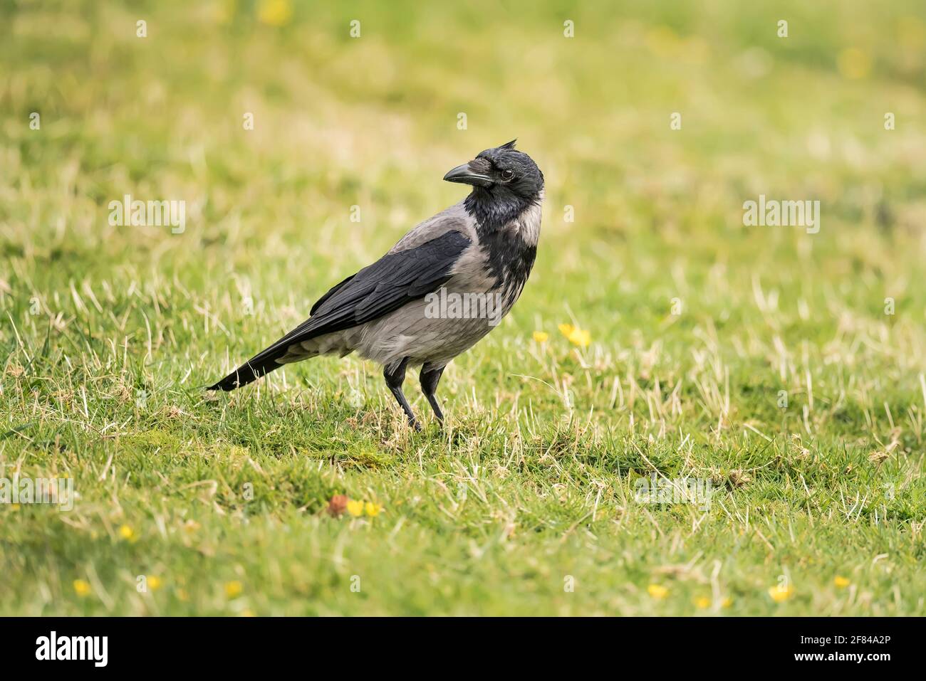 Hooded crow scotland hi-res stock photography and images - Alamy