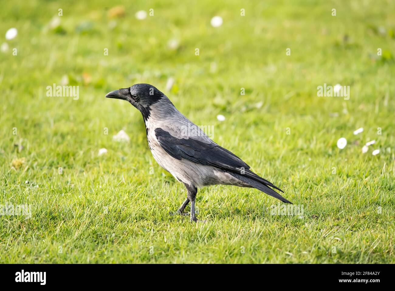 Hooded crow scotland hi-res stock photography and images - Alamy