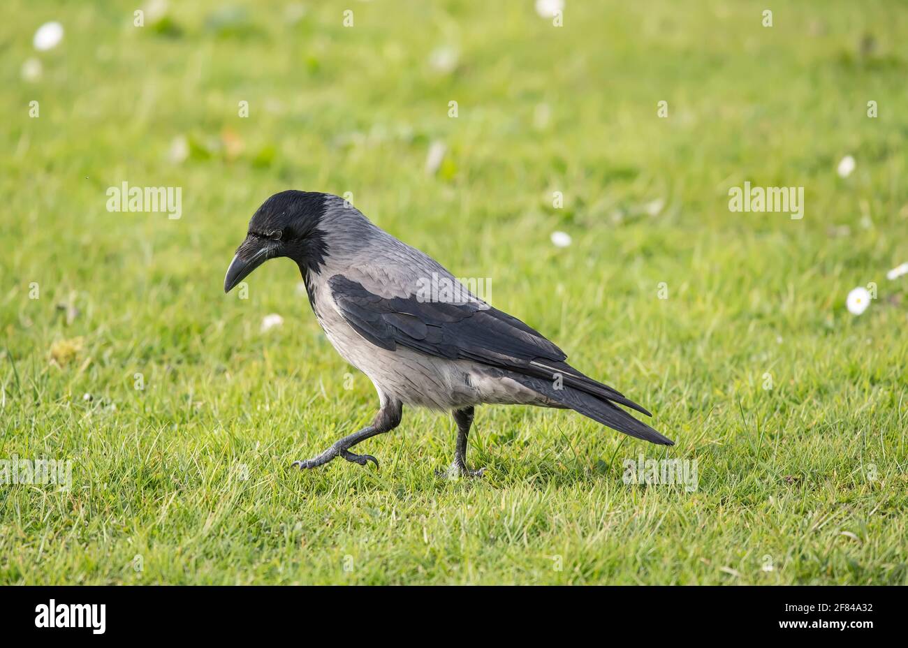 Hooded crow standing on the grass in Scotland Stock Photo - Alamy