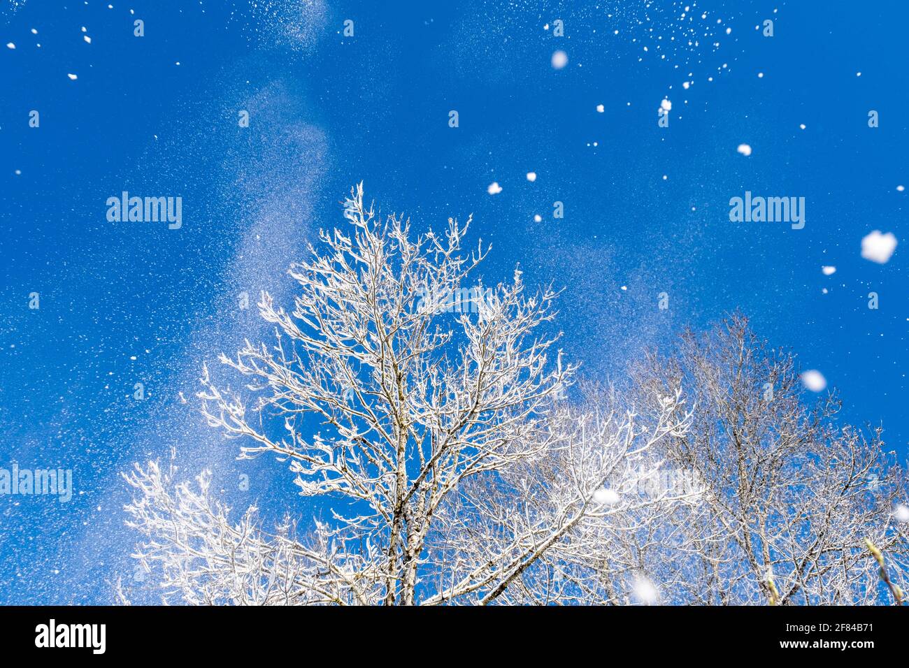 Snow blowing from snowy tree, winter, Upper Bavaria, Bavaria, Germany ...