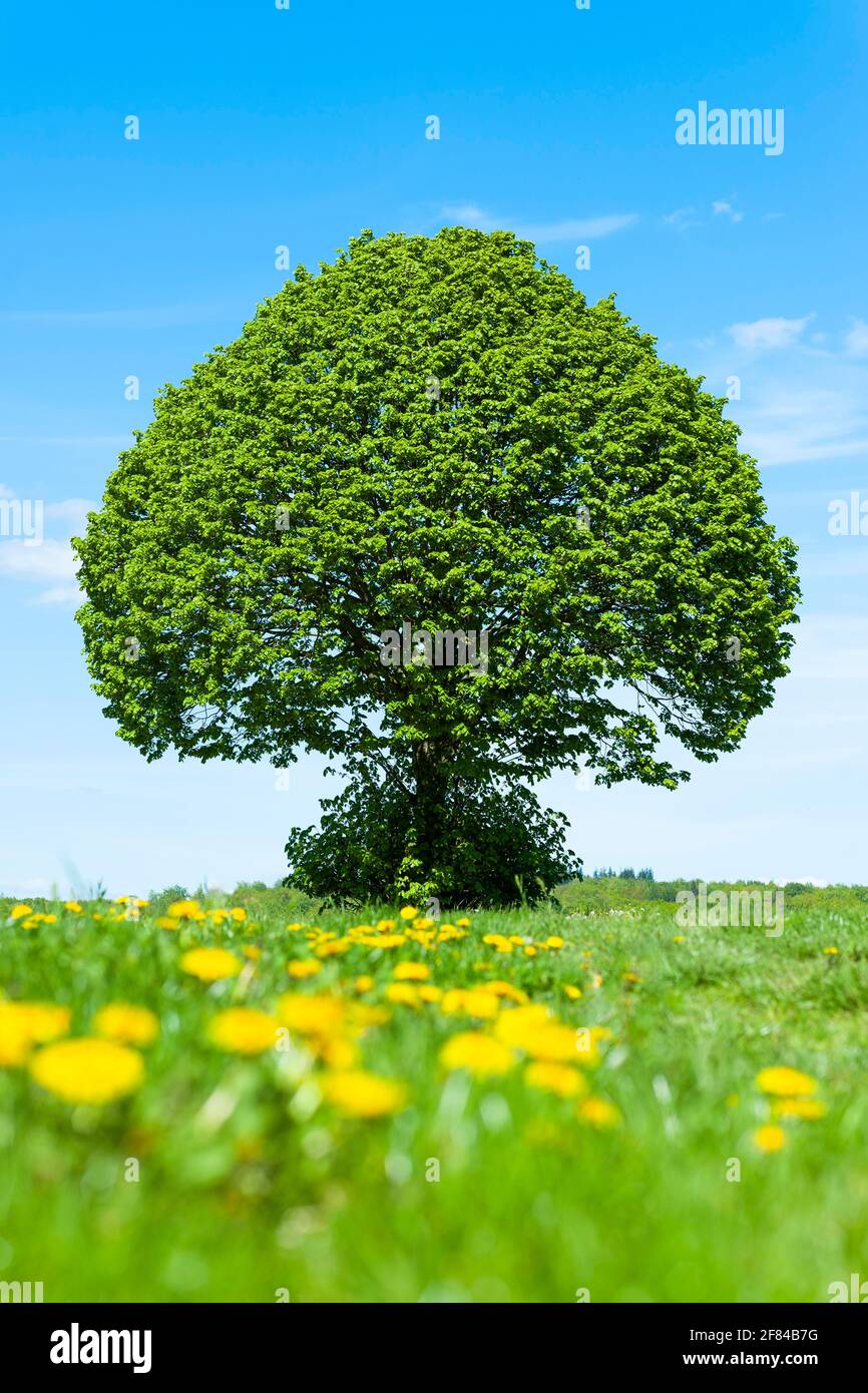 Linden tree (Tilia), spherical growth, Hesse, Germany Stock Photo - Alamy