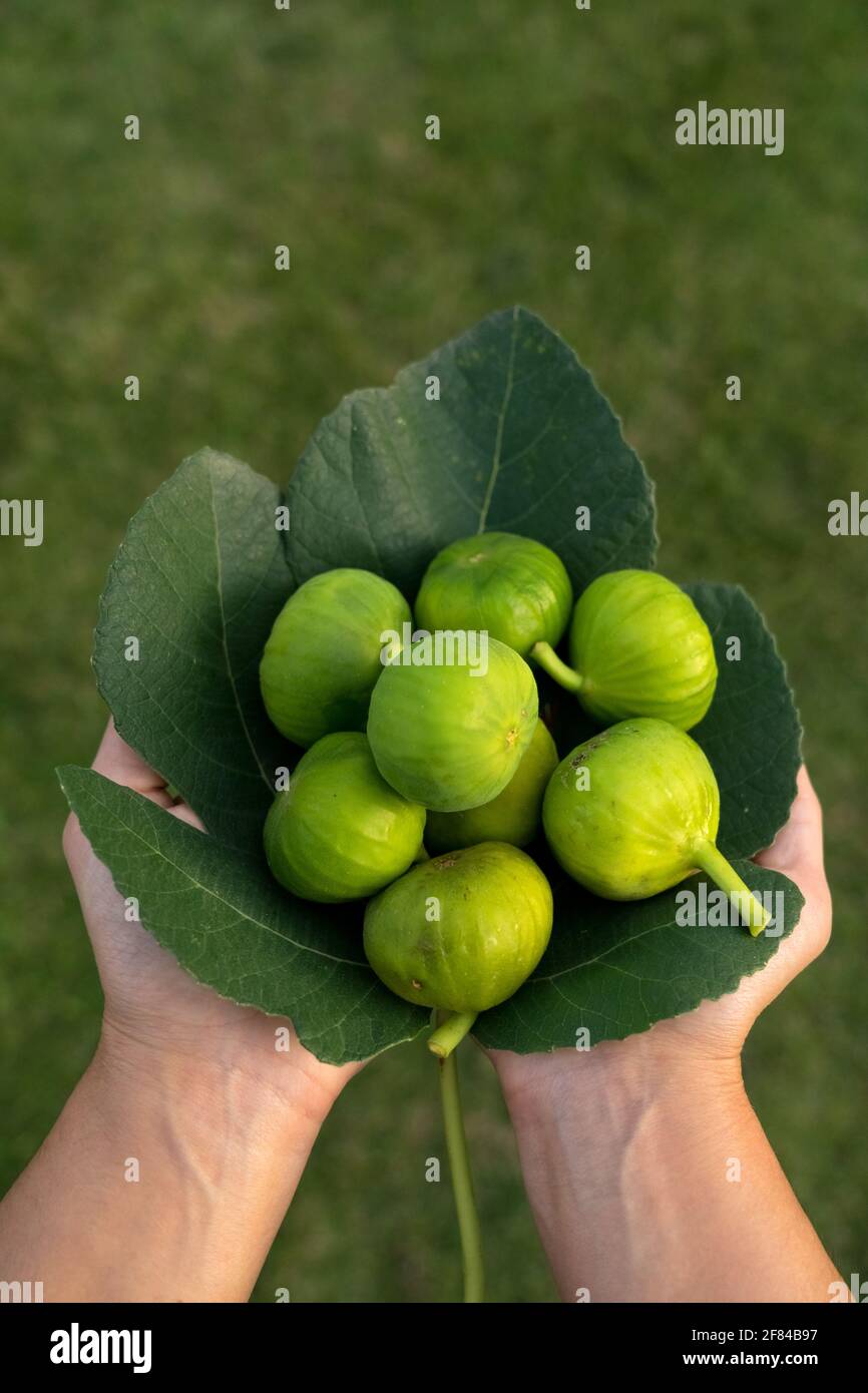 Man with fig leaf hi-res stock photography and images - Alamy