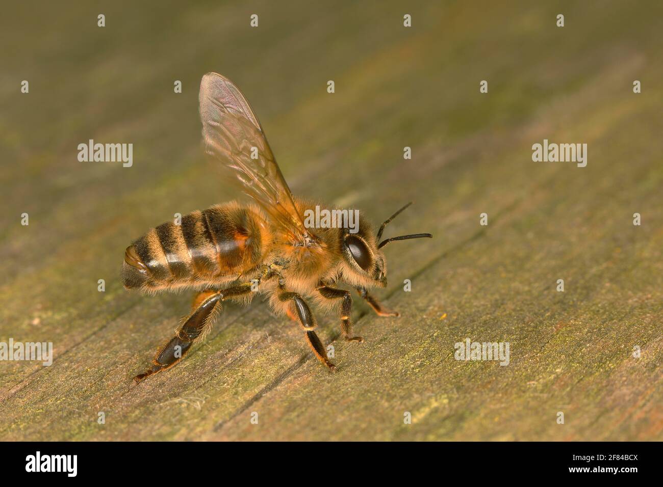 Honey Bee Apis Mellifera Western Honey Bee A Worker In Front Of The