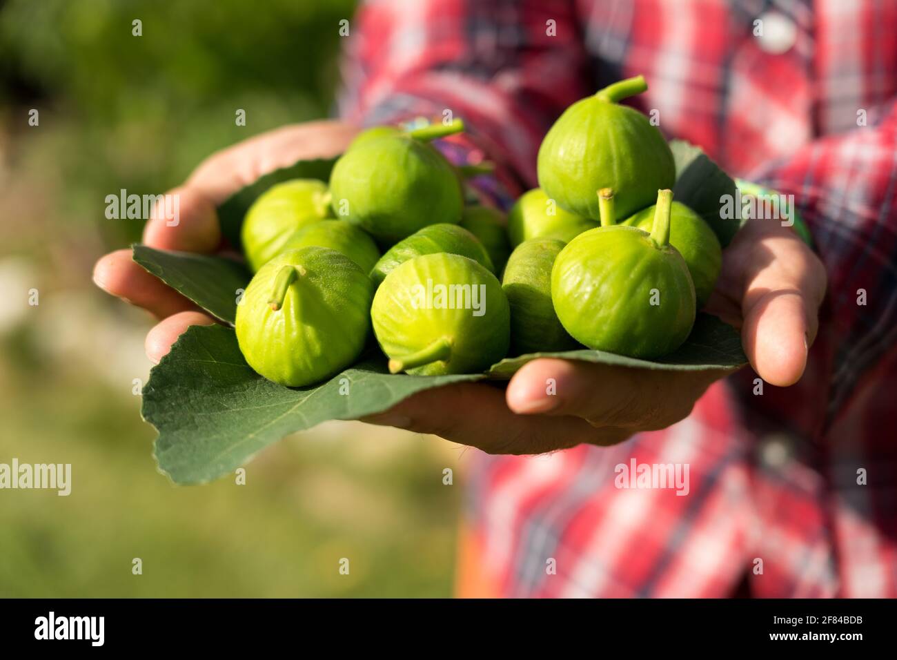Man with fig leaf hi-res stock photography and images - Alamy