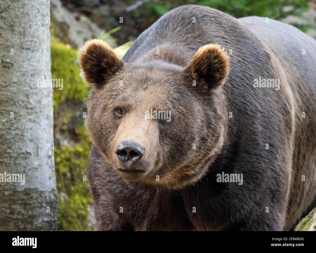 European Brown bear (Ursus arctos), portrait, captive, Bavarian Forest ...
