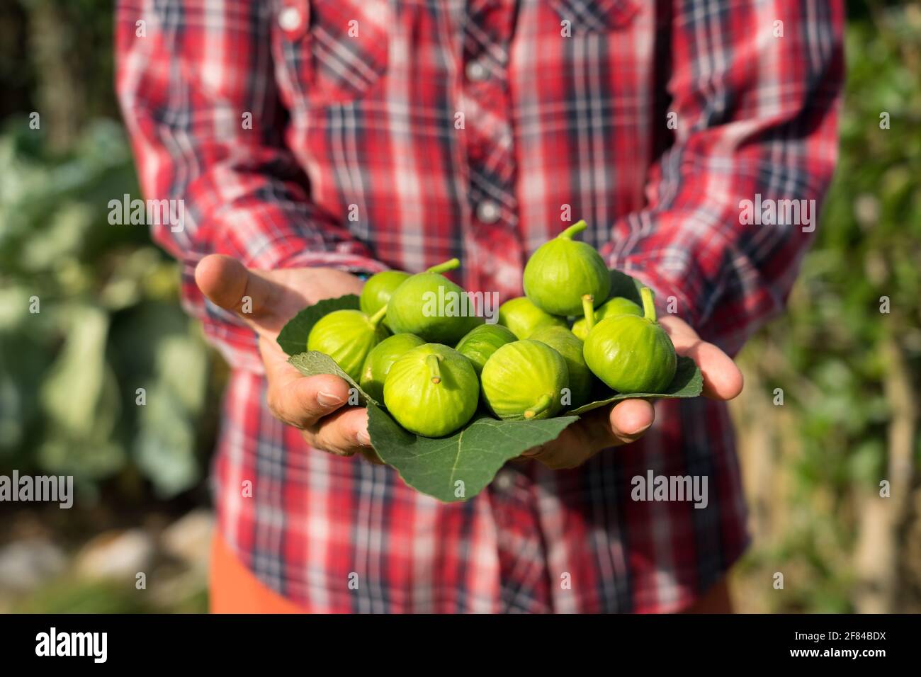Fig leaf man hi-res stock photography and images - Alamy