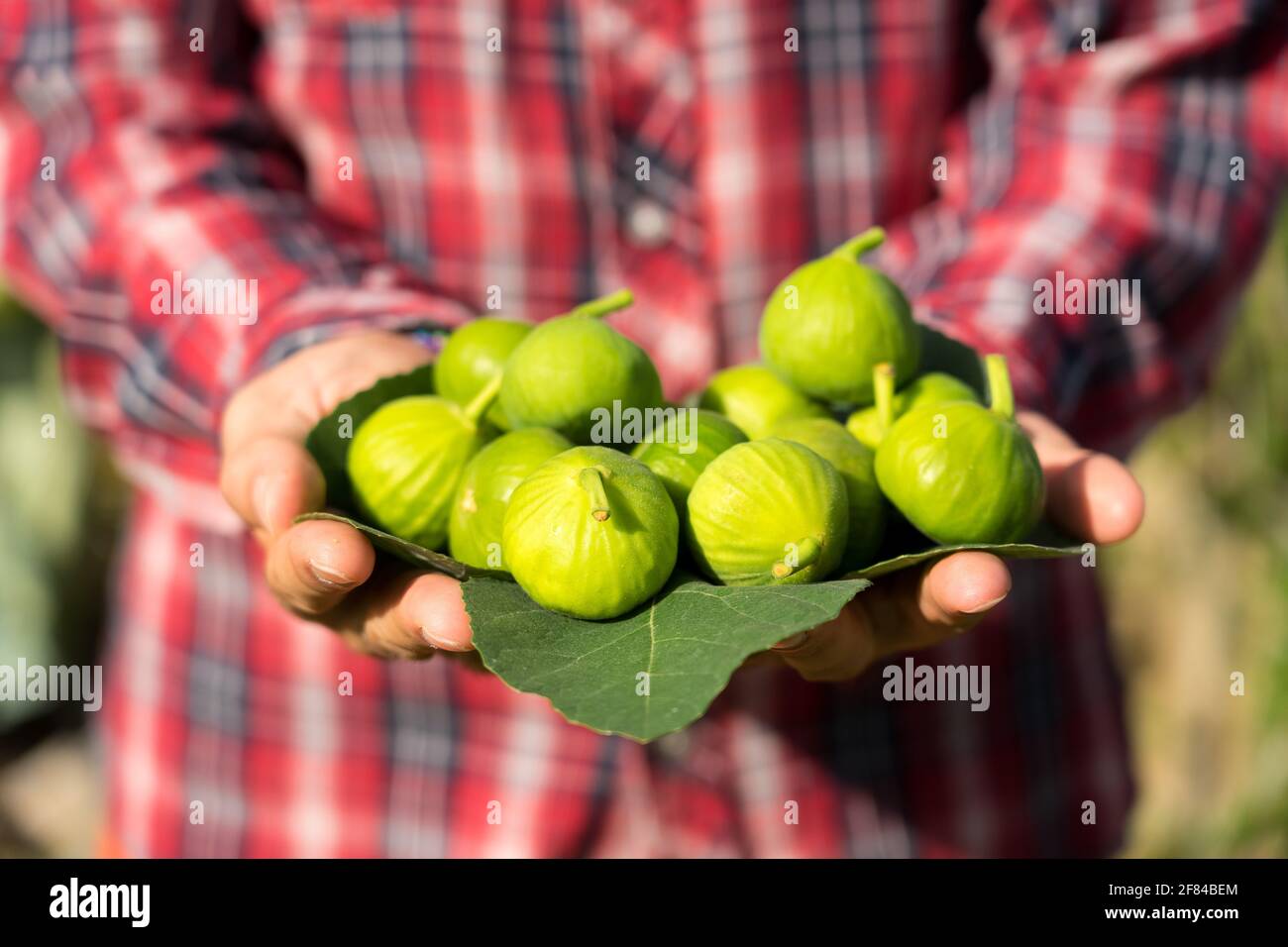 A man holding fresh picked ripe figs in his hands Stock Photo - Alamy