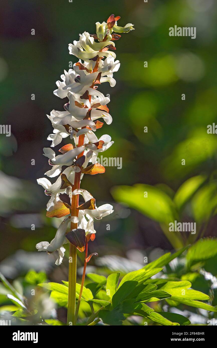 White flower of Corydalis cava, Germany Stock Photo - Alamy