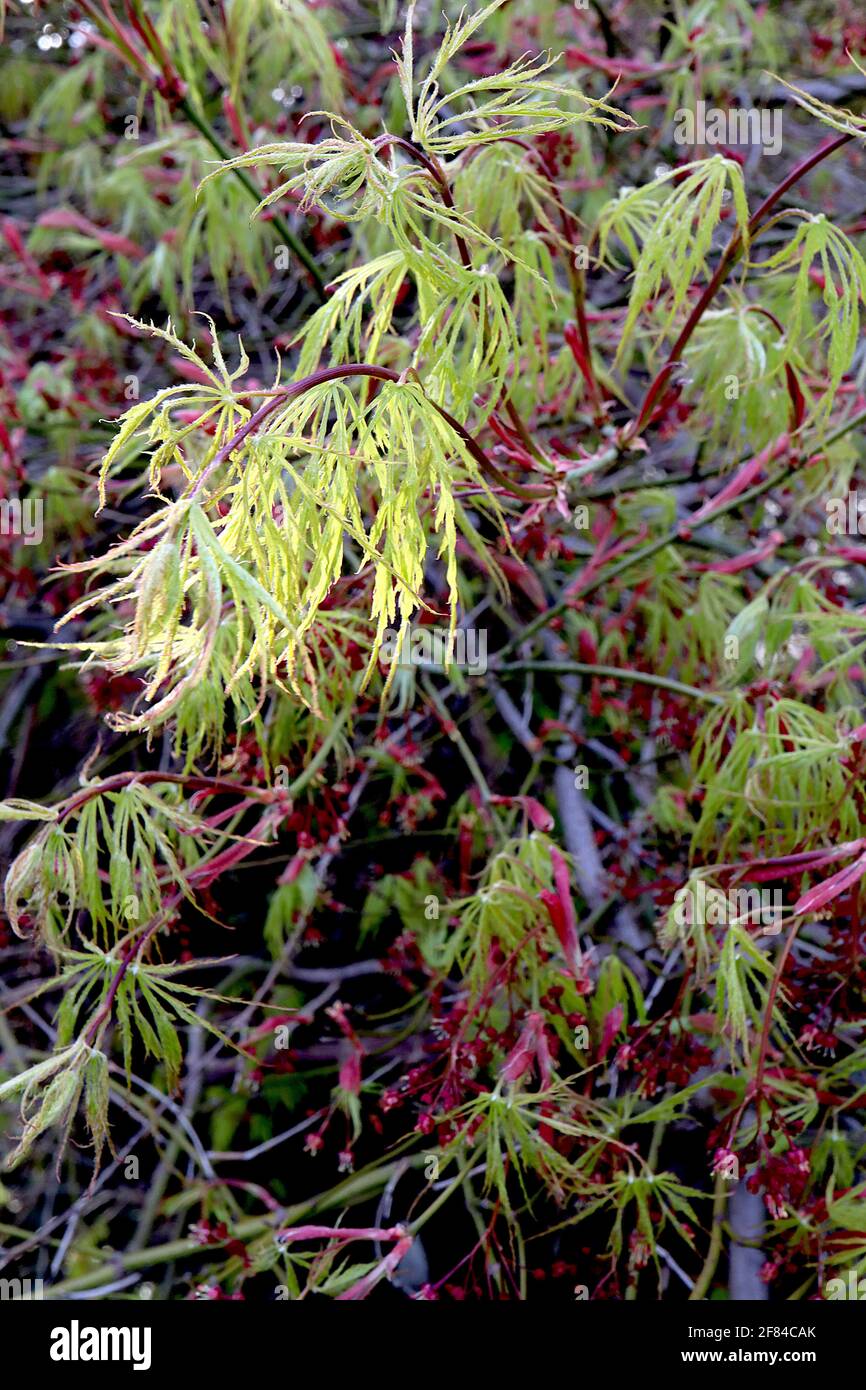 Japanese cutleaf maple green hornet hi-res stock photography and images ...