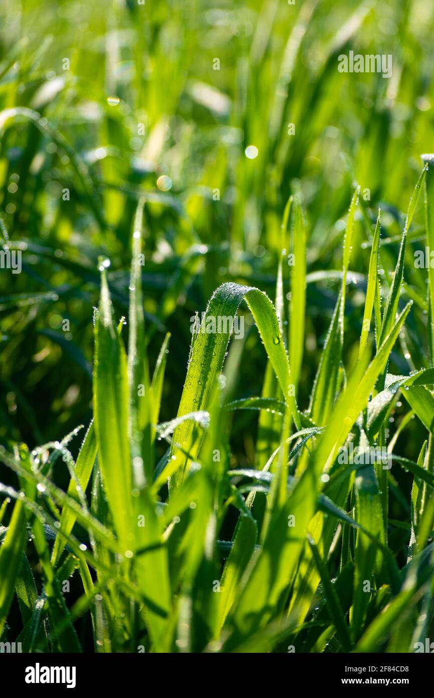 Water drops on wheat plants Stock Photo - Alamy