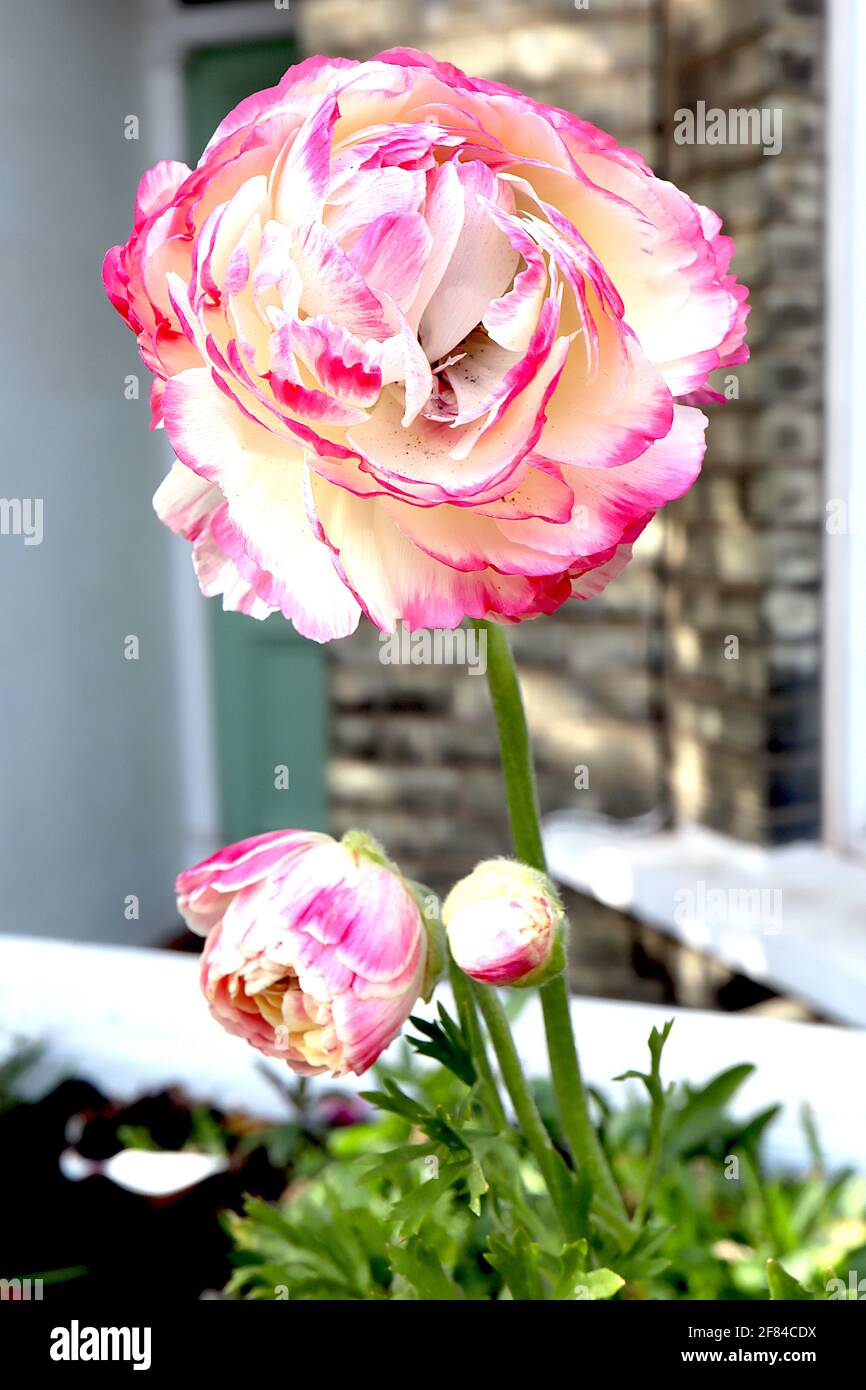 Ranunculus ‘Picotee White Pink’ Persian buttercup Picotee White Pink ...