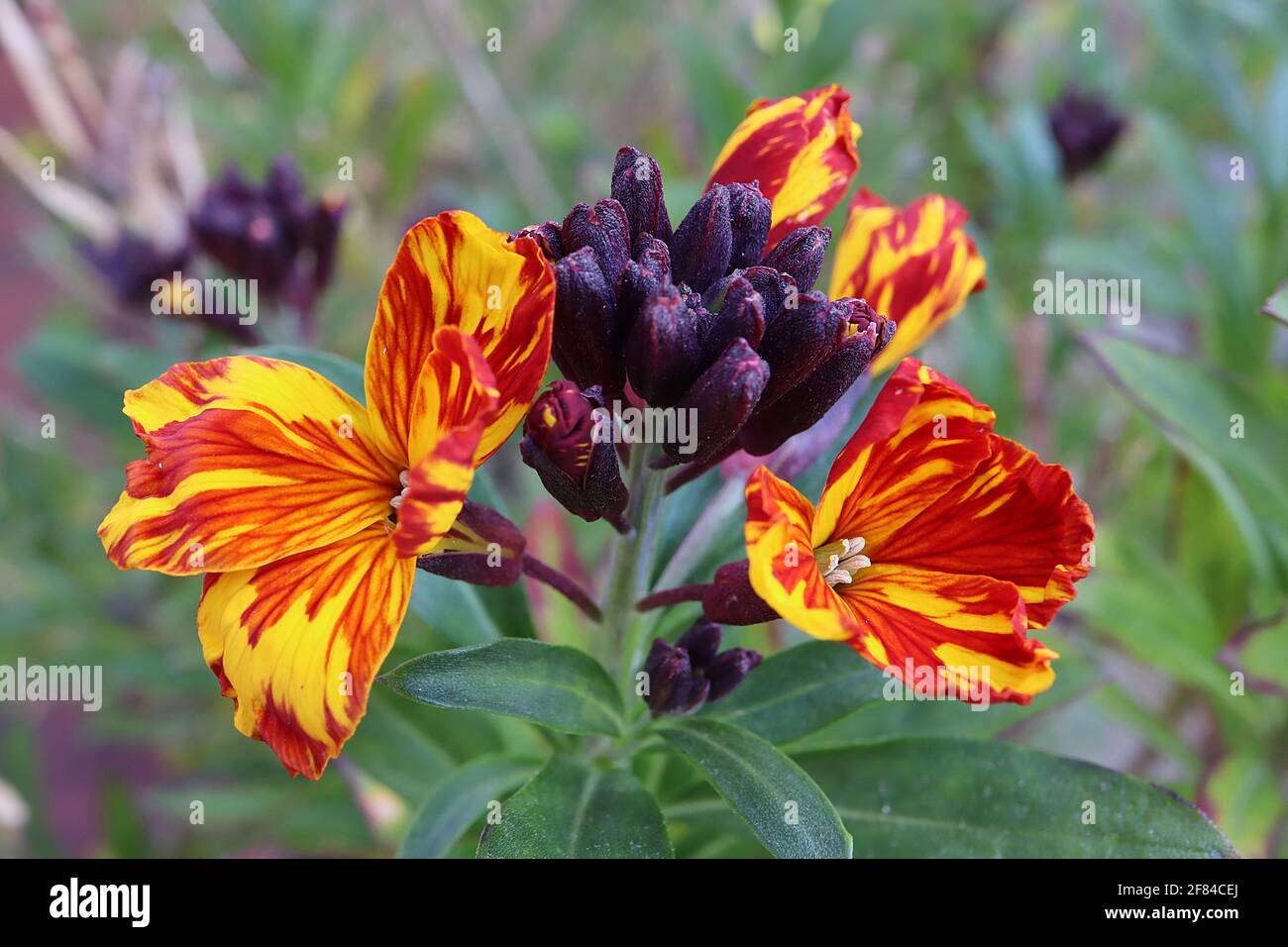 Erysimum cheiri ‘Scarlet bedder’ with mosaic virus Wallflower Scarlet ...