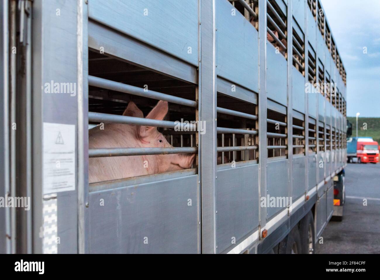 Pigs in a cage truck for transport to the slaughterhouse Stock Photo ...