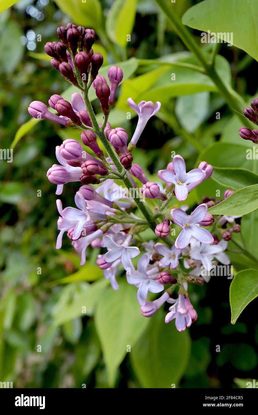 Syringa vulgaris ‘Wedgewood Blue’ common lilac Wedgewood Blue – pale ...