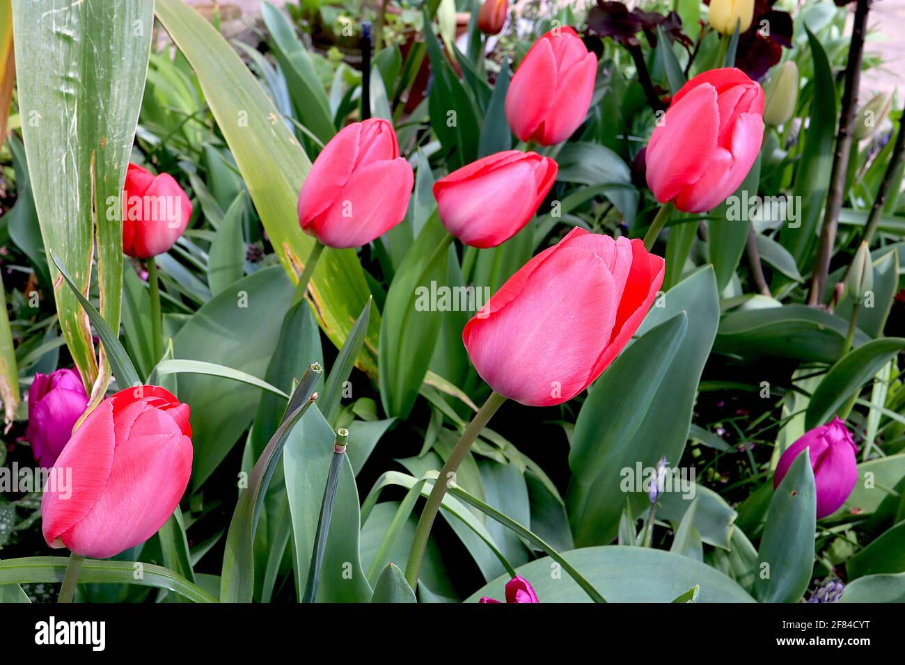 Tall pink flowers hi-res stock photography and images - Alamy