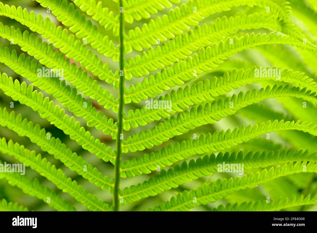 Ostrich Fern (Matteuccia struthiopteris), funnel fern, fronds in ...