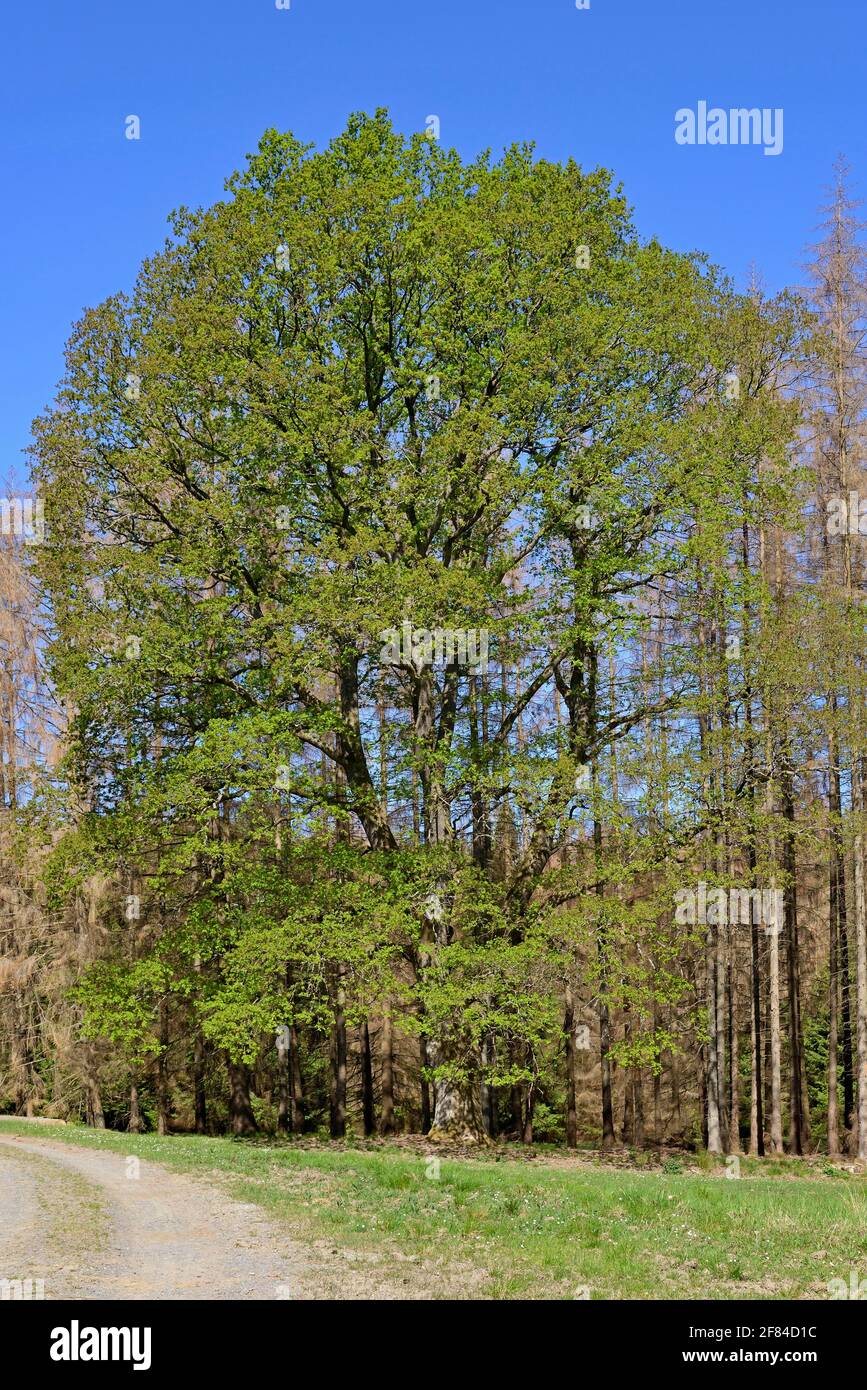 Oak (Quercus), imposing tree with leaf shoots, surrounded by dead ...
