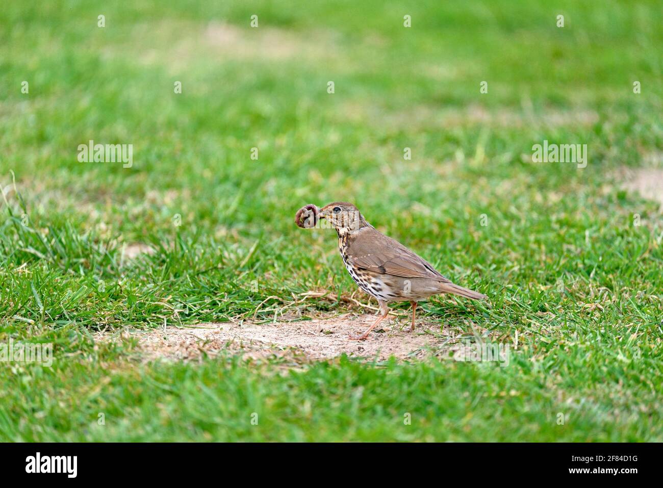 Thrush with earthworm hi-res stock photography and images - Alamy