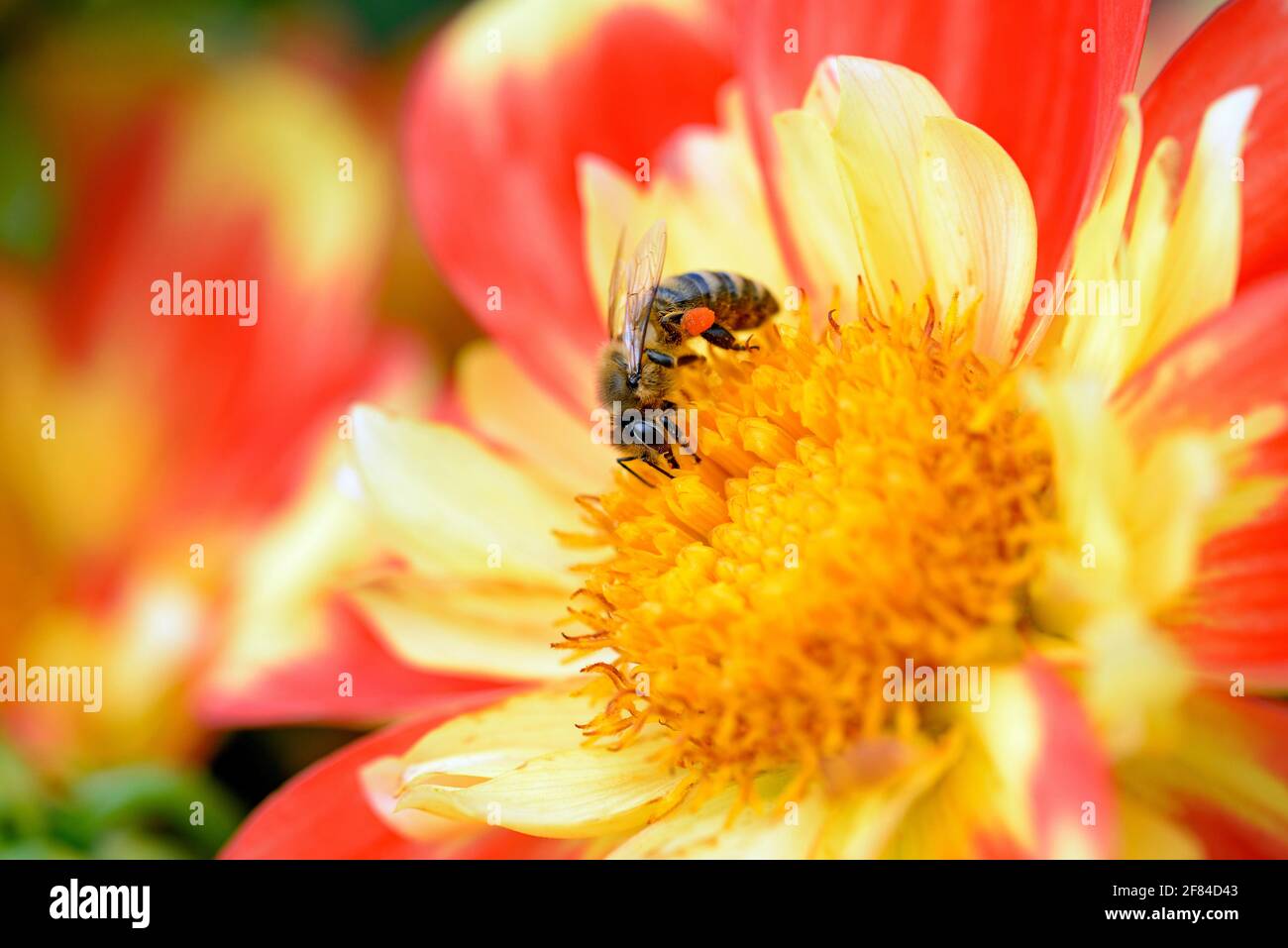 Pollen pouch hi-res stock photography and images - Alamy