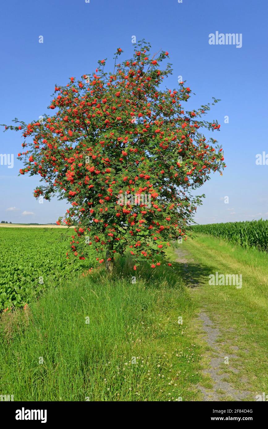 European rowan (Sorbus aucuparia), tree on a field path, branches with ...