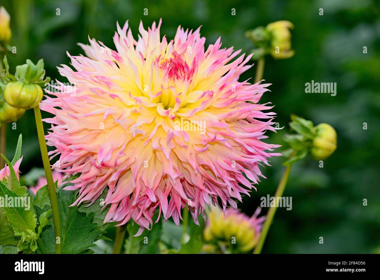Variety hapet perfect hi-res stock photography and images - Alamy