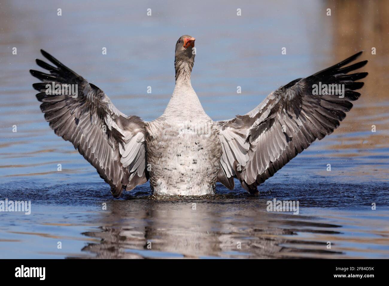 Greylag goose (Anser anser) flapping its wings, Germany Stock Photo - Alamy