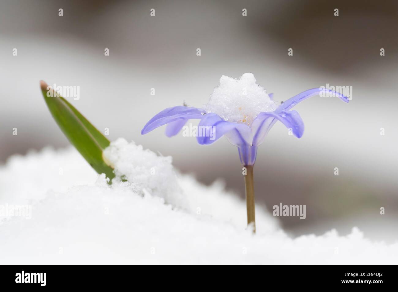 Alpine squill (Scilla bifolia) in the snow, Hesse, Germany Stock Photo ...