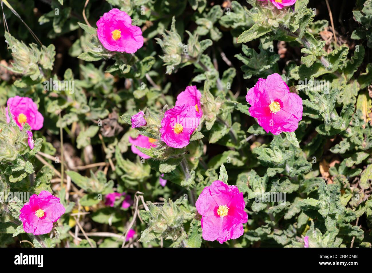 Cistus crispus Commonly know as curled-leaved rock rose, is a shrubby ...