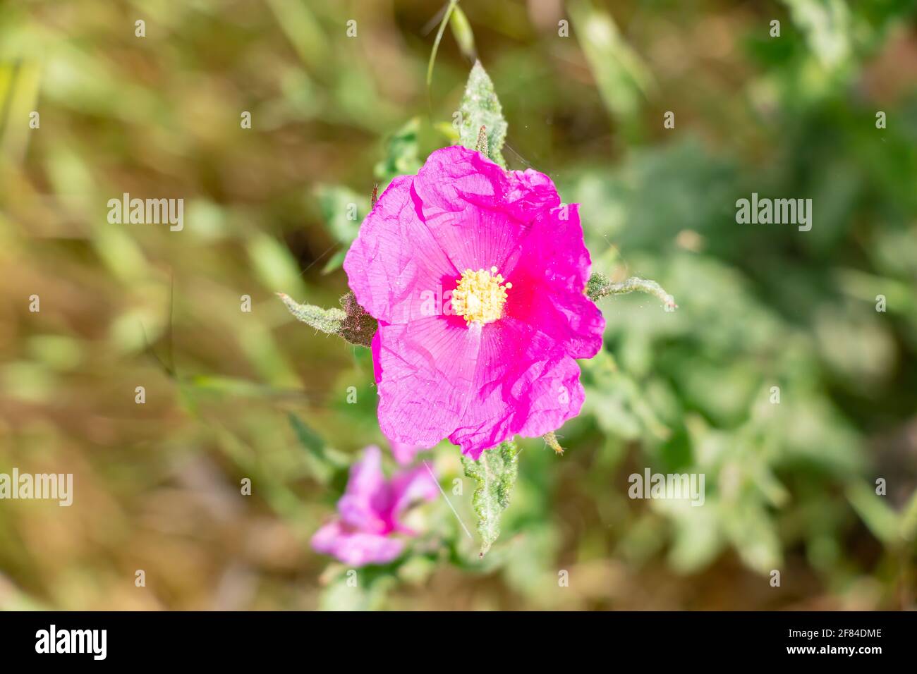 Cistus crispus Commonly know as curled-leaved rock rose, is a shrubby ...