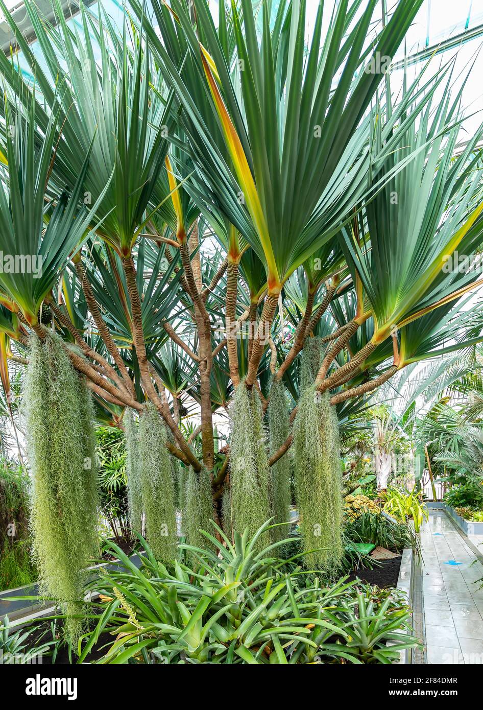 The Pandano, Pandanus utilis, is a tropical tree. Native to Madagascar ...