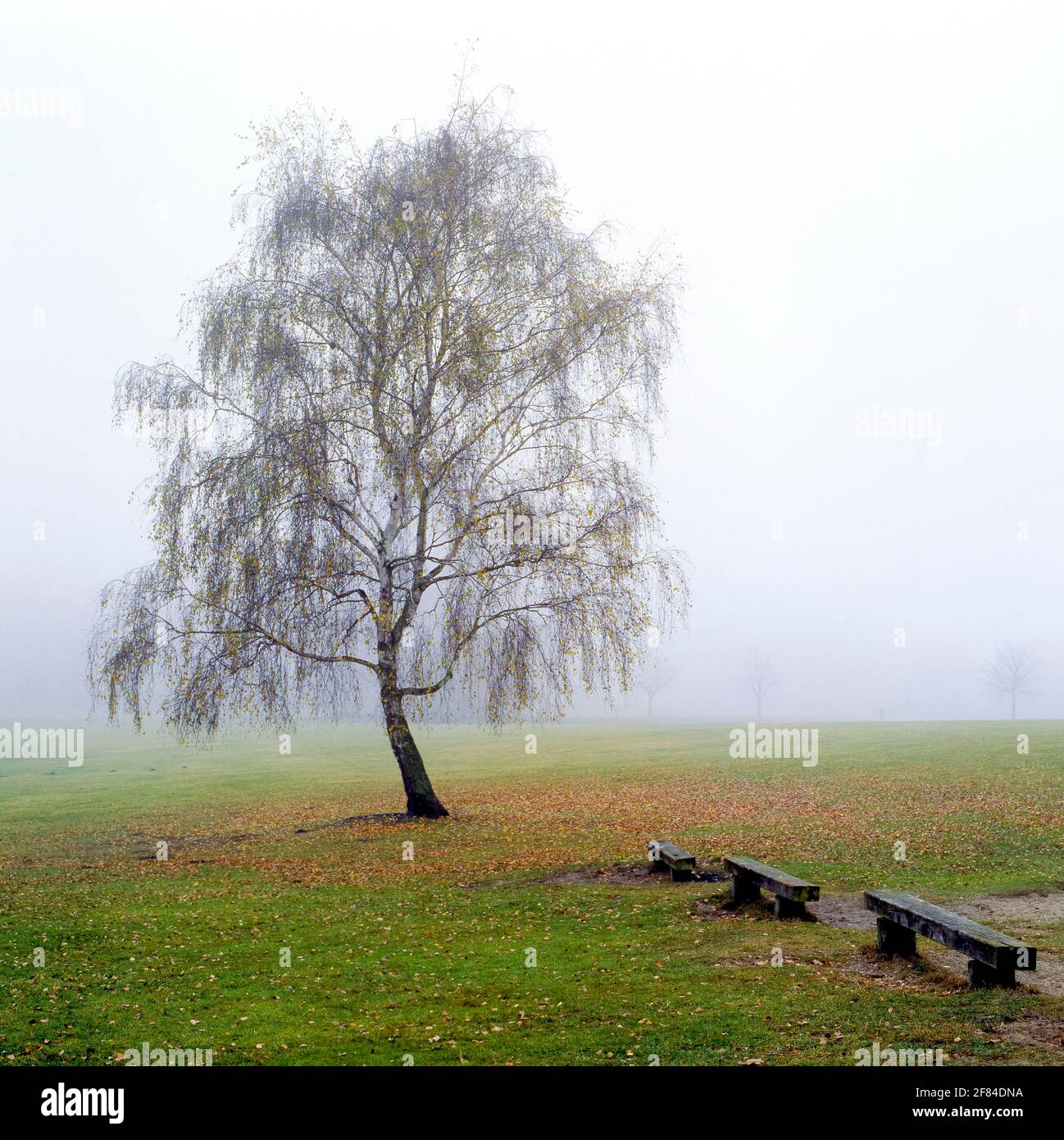 Birch, Bench, Park, Germany Stock Photo - Alamy