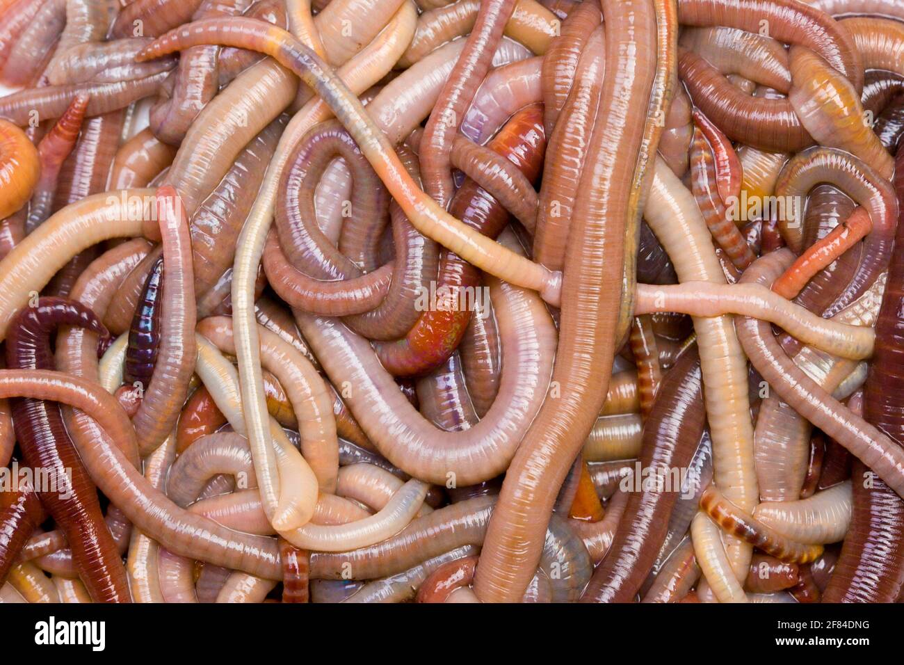 Common earthworms (Lumbricus terrestris), Germany Stock Photo - Alamy