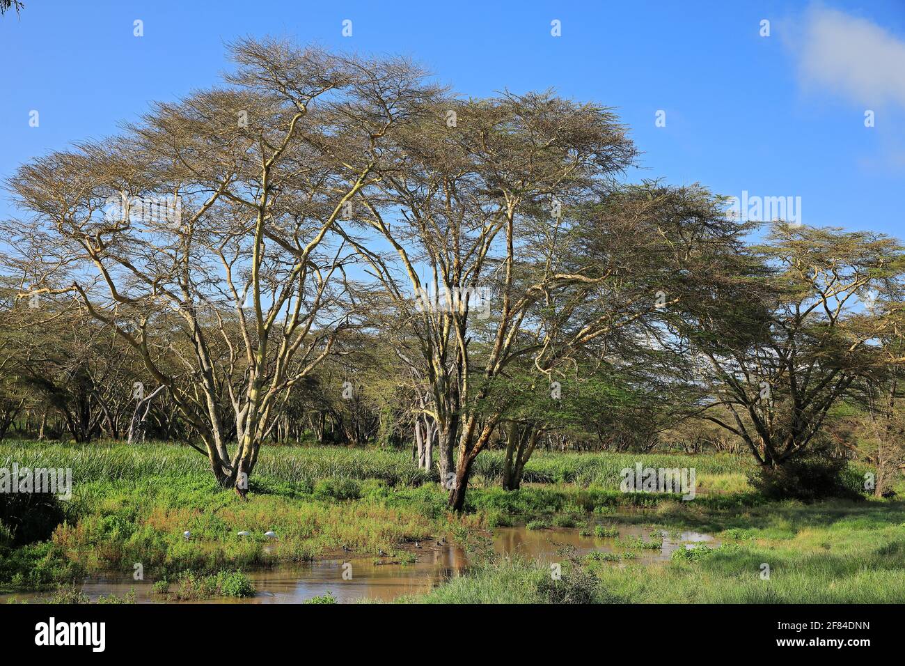 Fever Tree (Vachellia xanthophloea), feverfew acacia, water, Solio ...