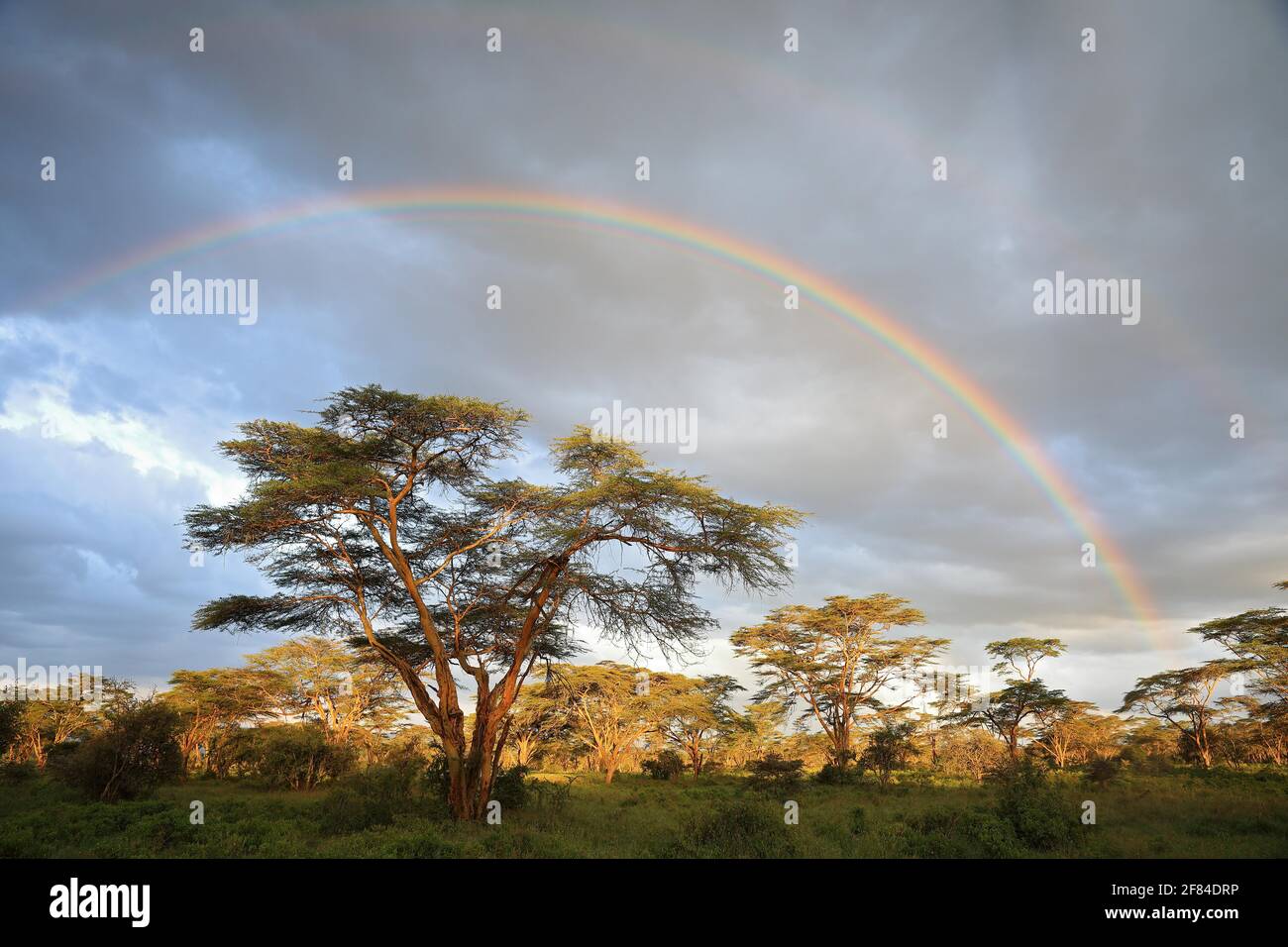 Acacia tree rainbow hi-res stock photography and images - Alamy