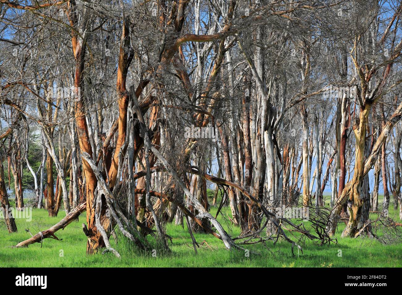 Feverfew acacia, yellowbark acacia (Vachellia xanthophloea), forest ...