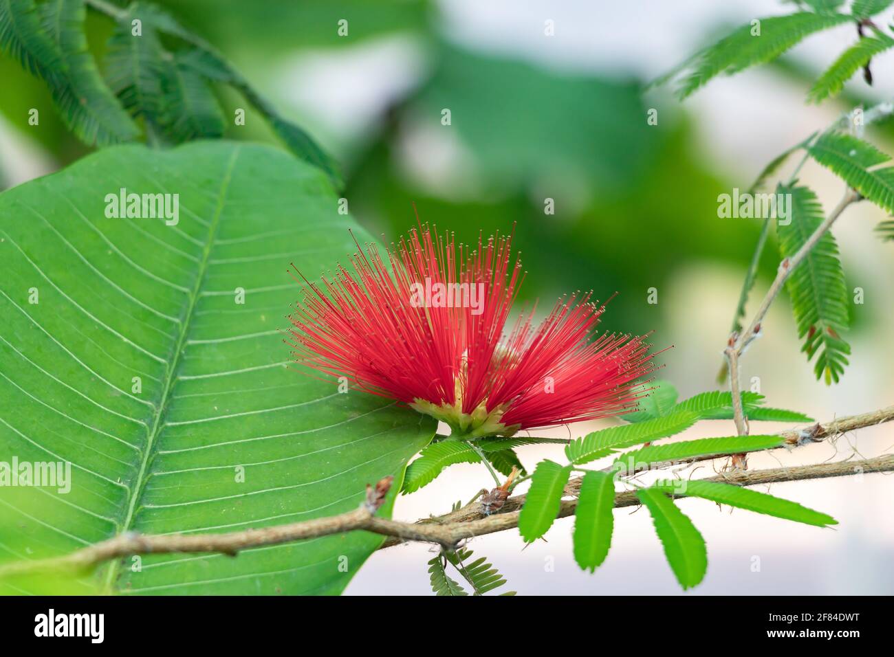 Caesalpinioideae hi-res stock photography and images - Alamy