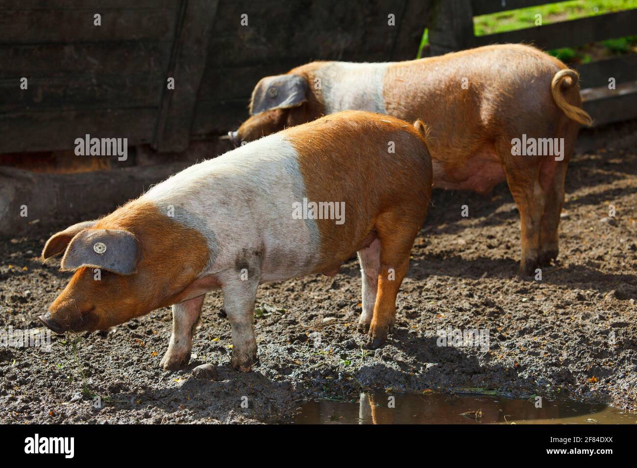 Husum protest pig, Danish protest pig, red-breasted pig Stock Photo - Alamy