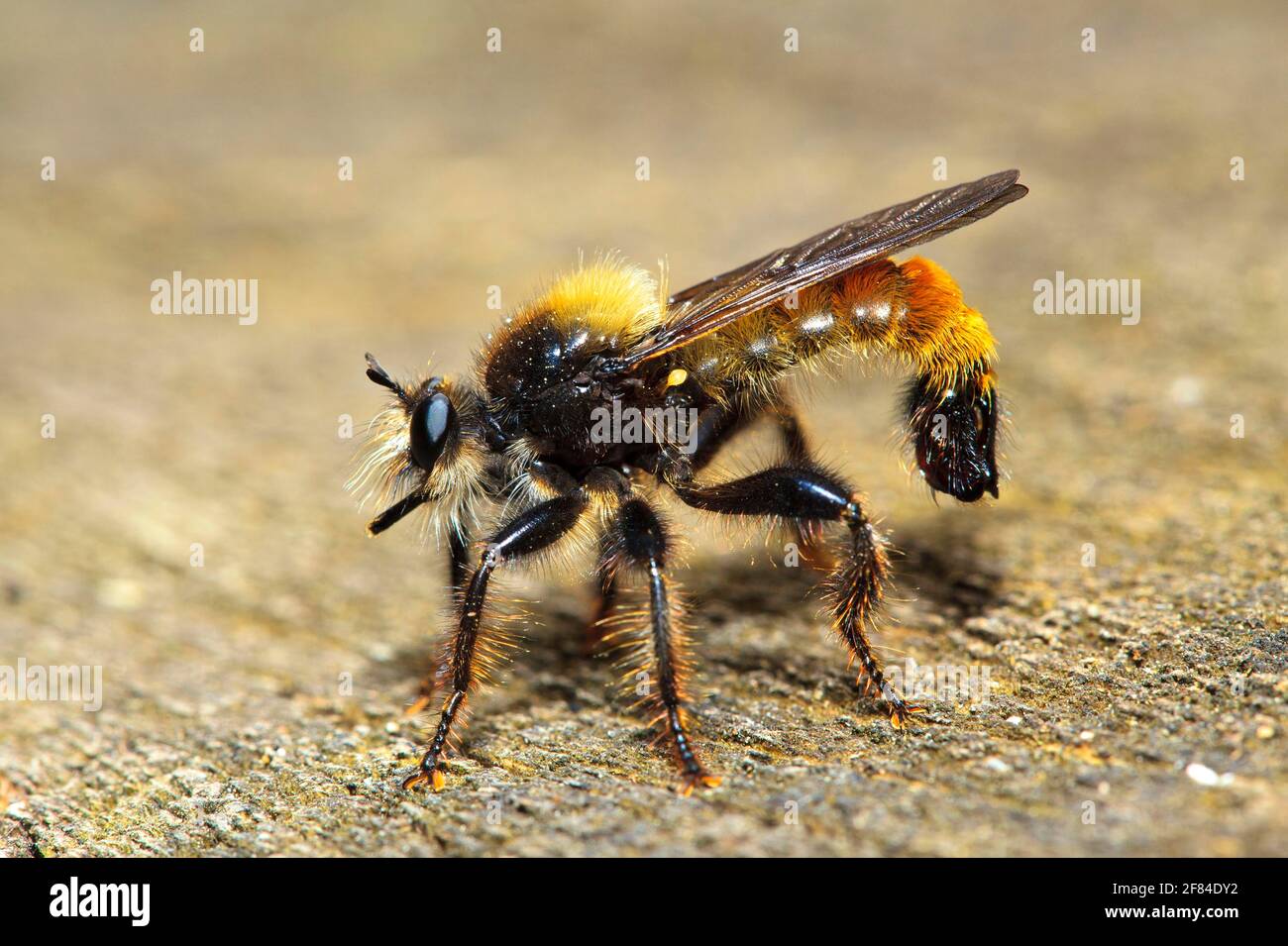Yellow murder fly, Schleswig-Holstein (Laphria flava), Germany Stock ...