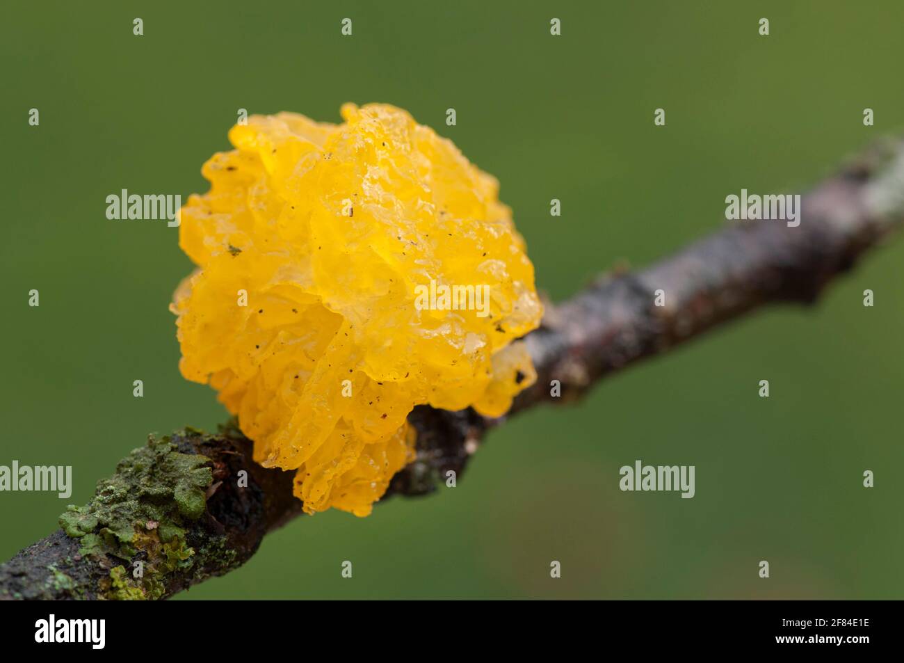 Witches butter, Hohenlohe region, Baden-Wuerttemberg, Heilbronn ...